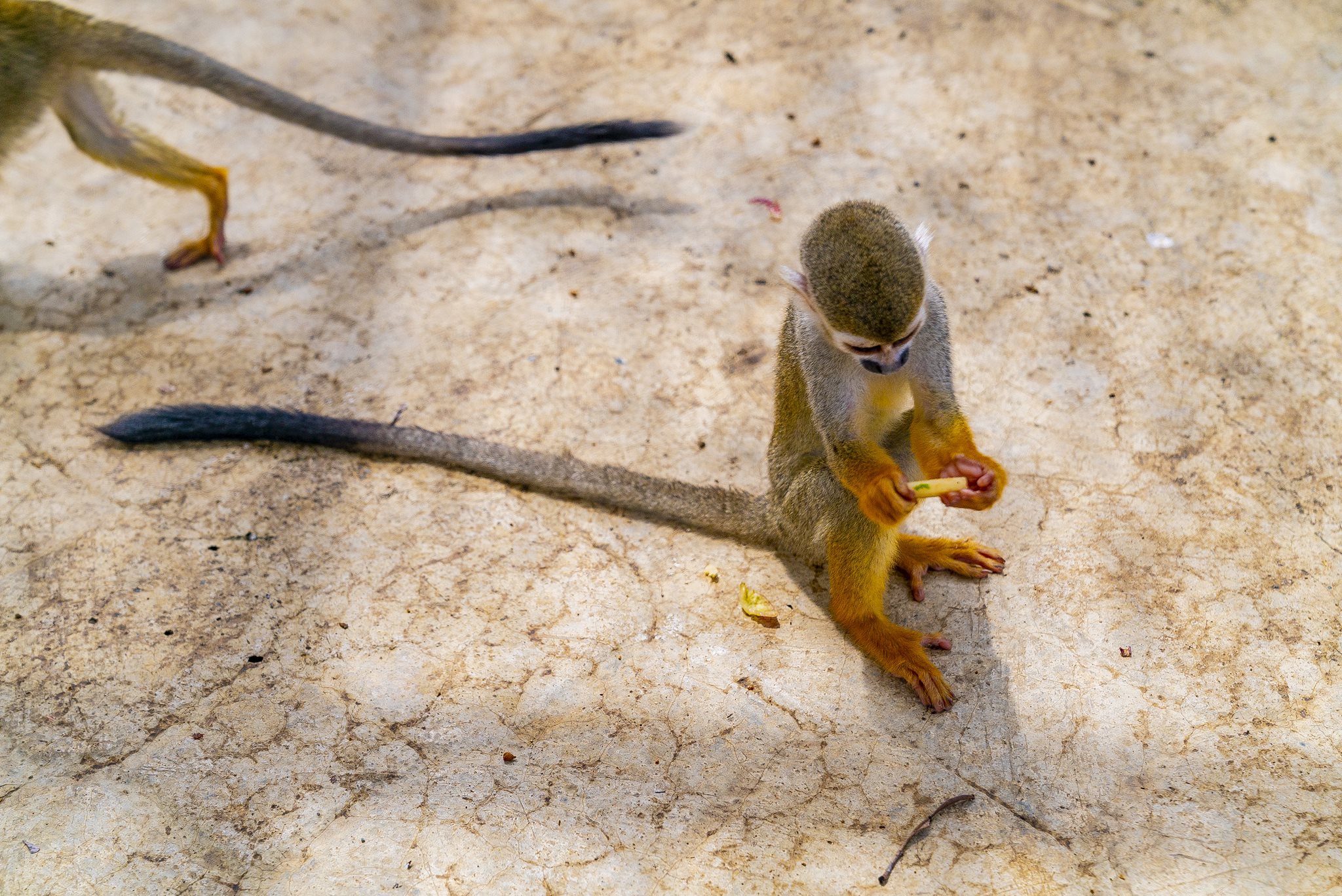 Excursion: Monkeyland Half Day - Samaná | Transat