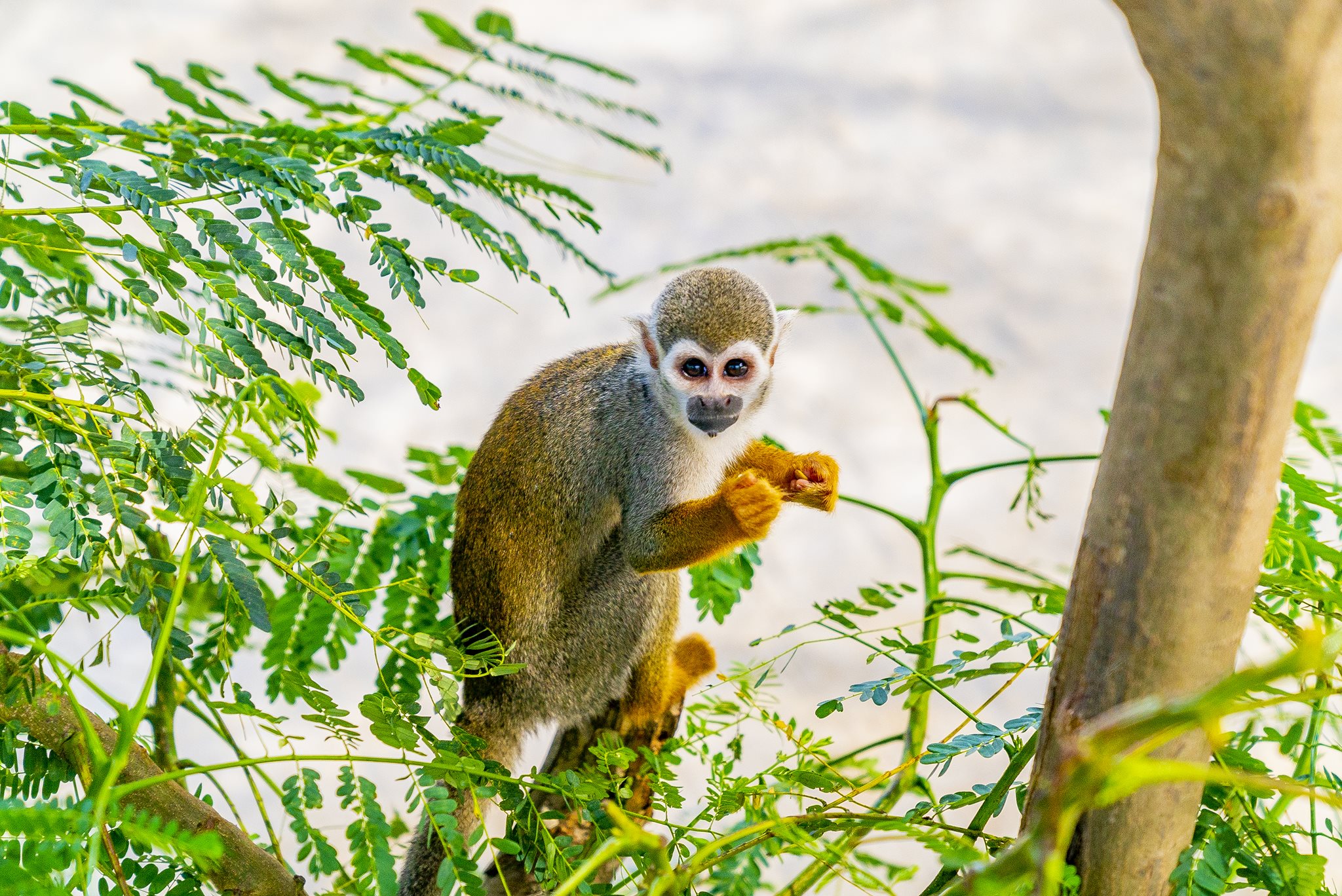 Excursion: Monkeyland Half Day - Puerto Plata | Transat